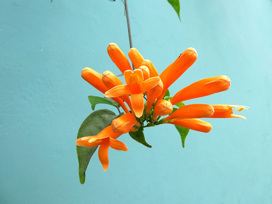 ANNAMARIAANGELIKA – more than just three names | ANNAMARIAANGELIKA